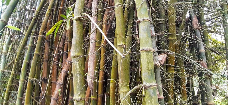 The Bamboo trees stock image. Image of woodland, leaf - 178631641