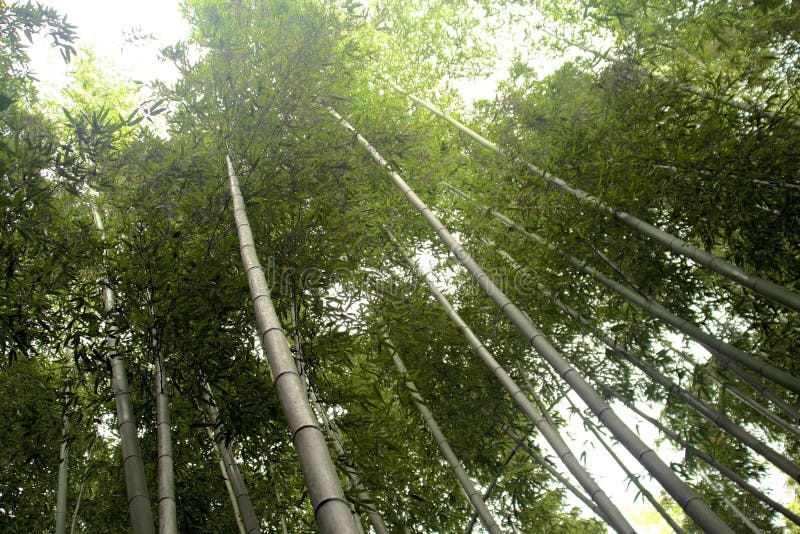 Bamboo Trees stock image. Image of bamboo, trees, tall - 26419173