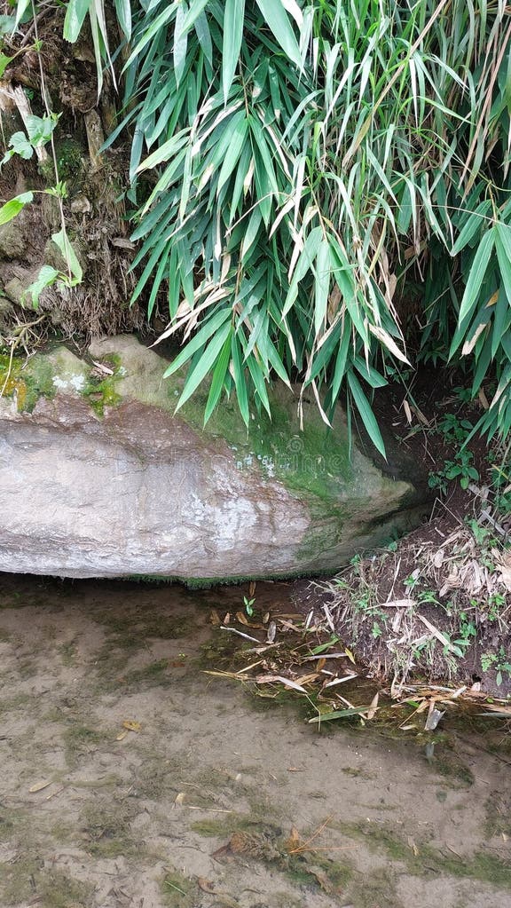 Bamboo Trees Above the Mountain Water Source Stock Photo - Image of ...