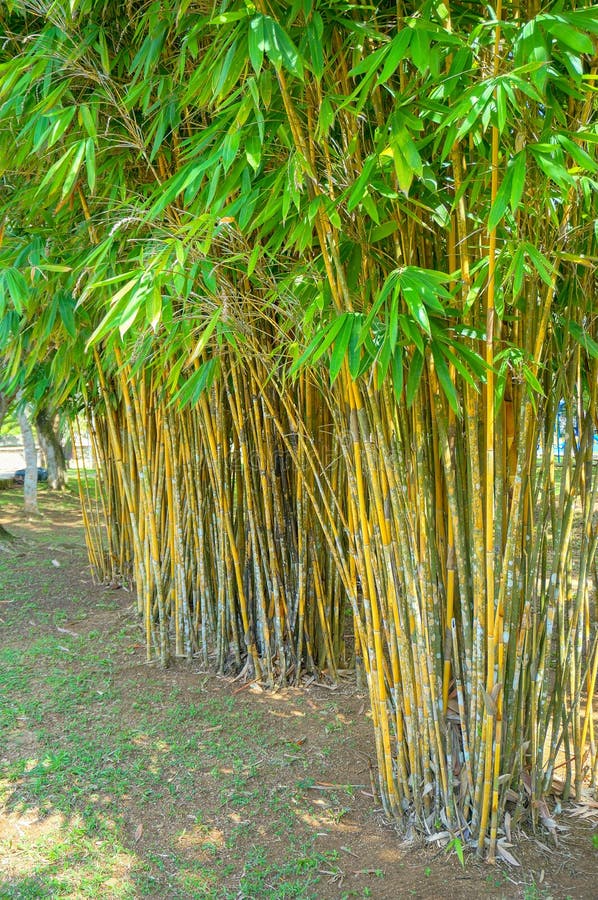 Bamboo trees stock image. Image of border, botanical - 47246667