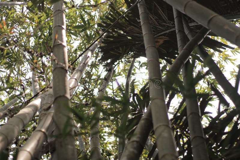 Bamboo Trees from a Bottom Perspective, in a Bamboo Forest. High Photo ...