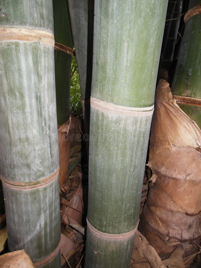 Bamboo Trees stock image. Image of green, bamboo, trees - 121045579