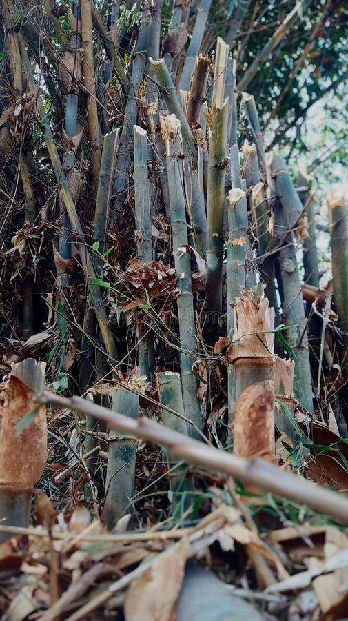 Bamboo Trees Cut Down in the Forest Stock Image - Image of forest ...
