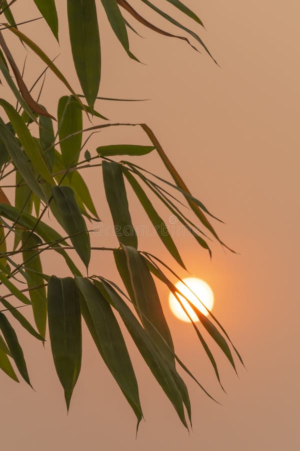 Bamboo Trees and the Evening Sunset Stock Image - Image of bellevue ...