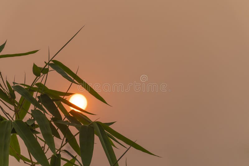 Bamboo Trees and the Evening Sunset Stock Image - Image of winter ...