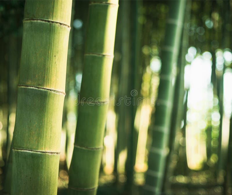 Bamboo trees forest stock image. Image of trunk, jungle - 297203245