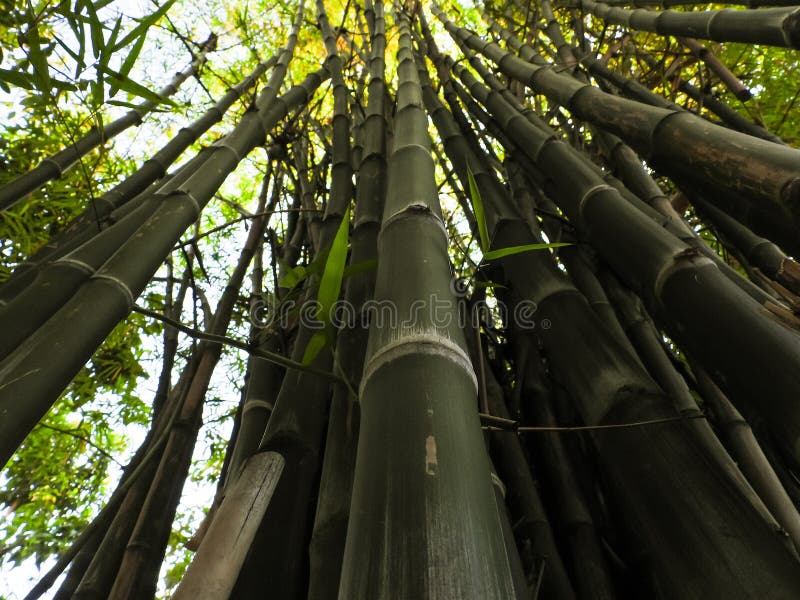 Bamboo Trees in the Garden. Stock Photo - Image of tree, branch: 190845174