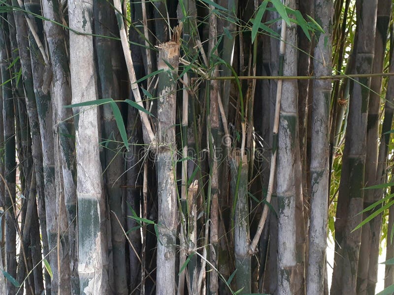 135 Compact Bamboo Stock Photos - Free & Royalty-Free Stock Photos from ...