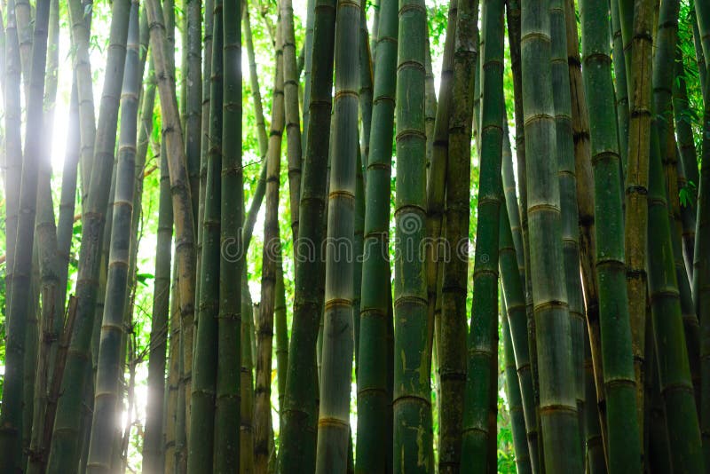 Bamboo trees in a garden stock photo. Image of textured - 165080250