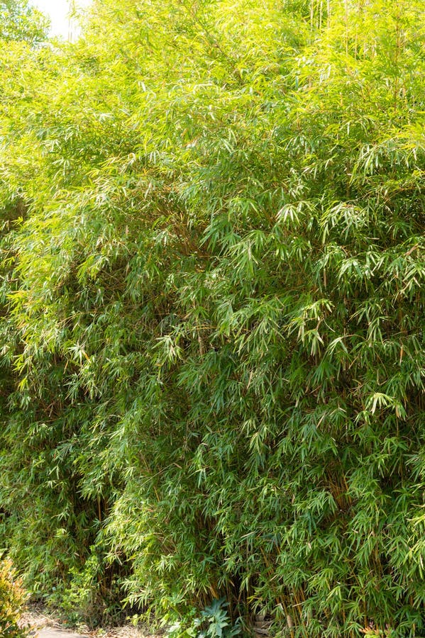 Bamboo trees stock image. Image of growth, beauty, forest - 311784903