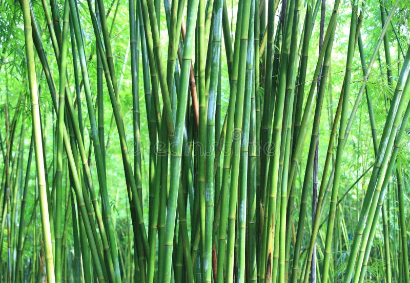Bamboo trees stock photo. Image of bright, foliage, outdoor - 35199958
