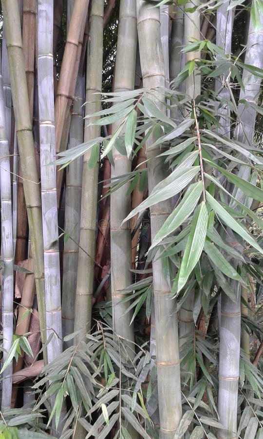 Bamboo Trees Green Paradise Stock Photo - Image of bamboo, green: 209065418