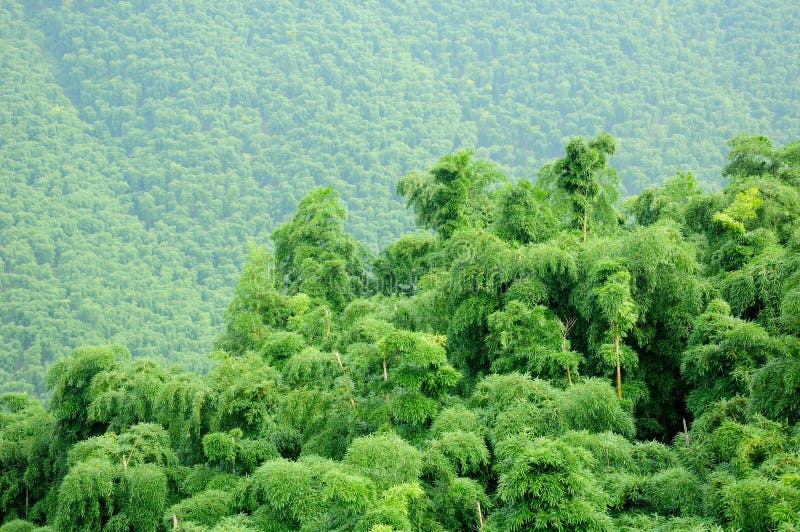 Anji China Bamboo Forest stock photo. Image of natural - 66121710