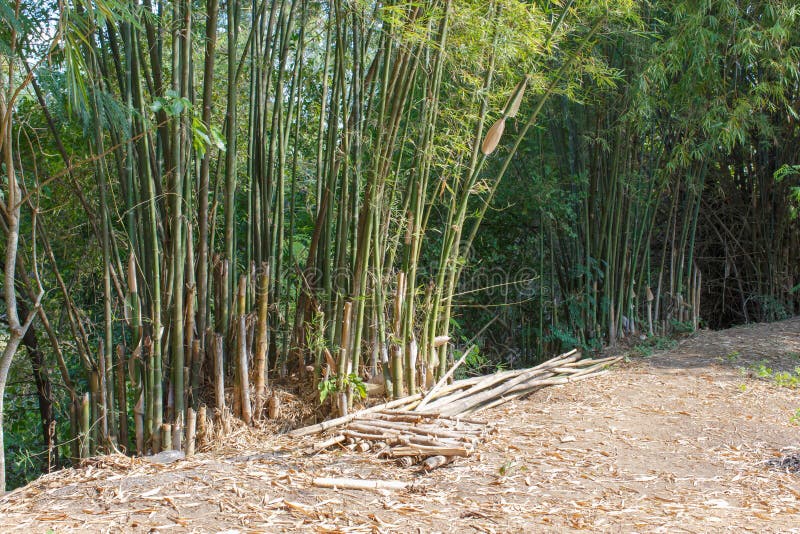 Bamboo trees stock photo. Image of branch, botanical - 65516642