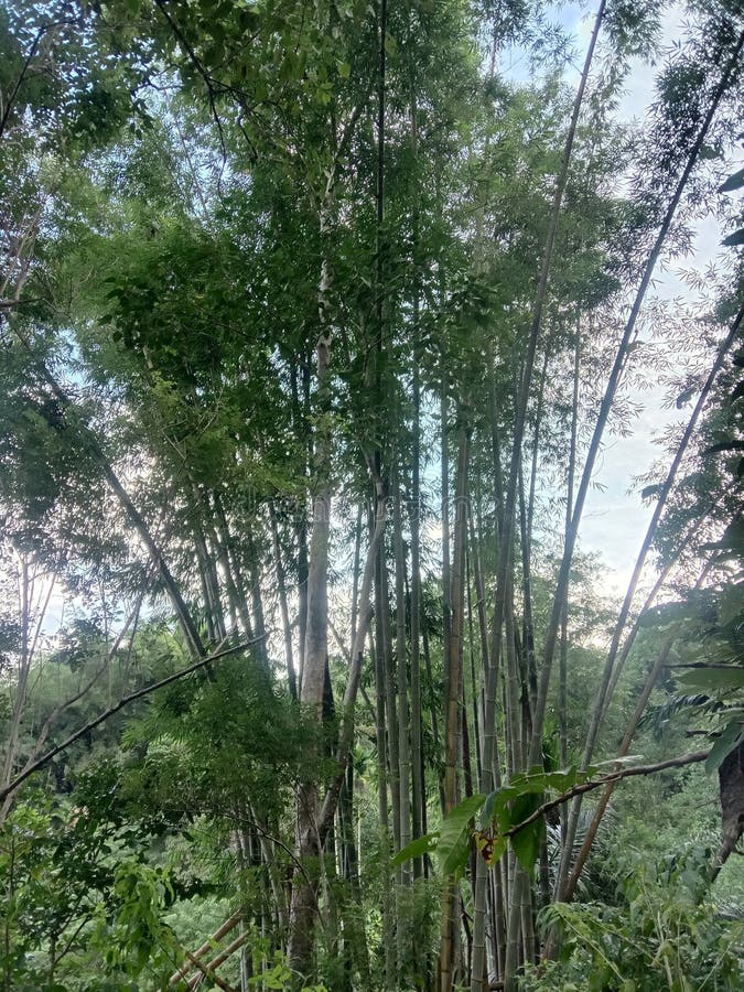 Bamboo Trees that Grow on the Banks of the River Stock Photo - Image of ...