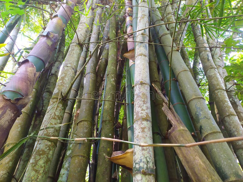 Bamboo Trees Growing Wild in the Forest Stock Image - Image of bamboo ...