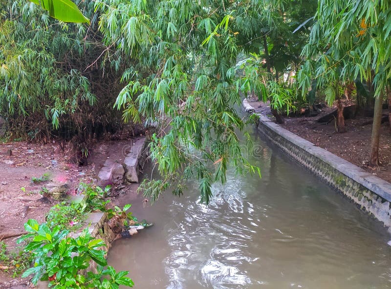 Bamboo Trees Hanging Over the Surface of the River Stock Image - Image ...