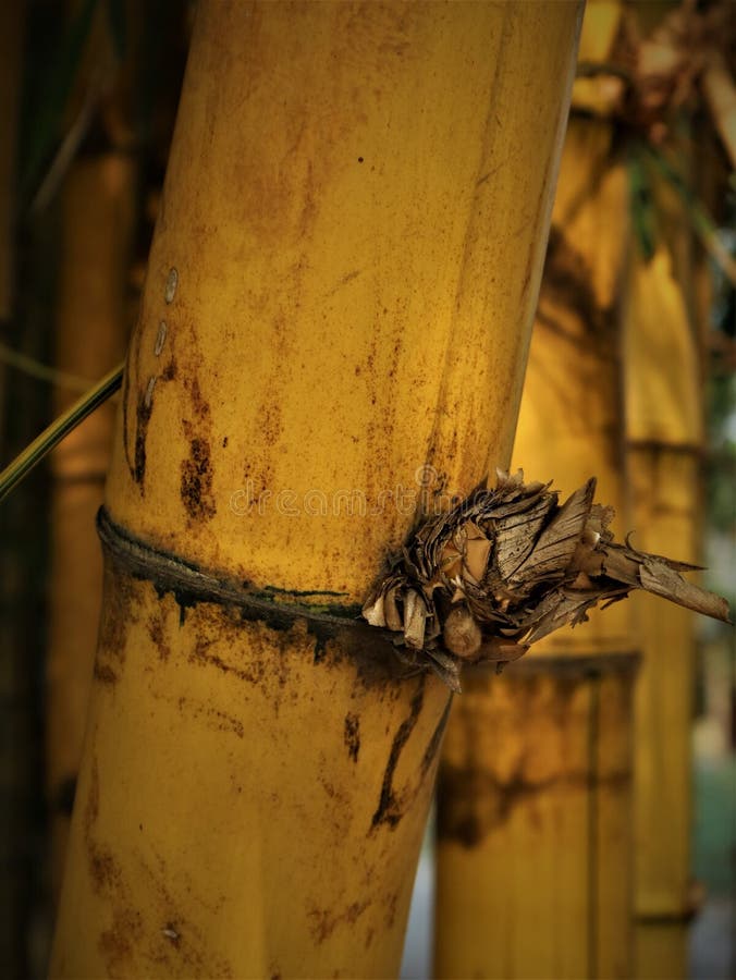 Bambu Kuning (Bambusa Vulgaris) in Indonesia Stock Image - Image of ...
