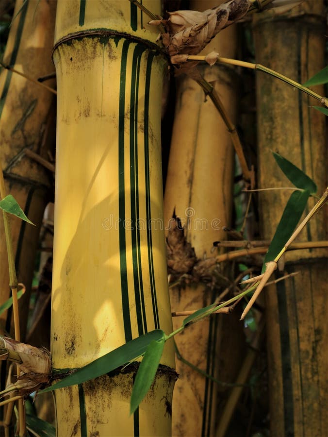 Bambu Kuning (Bambusa Vulgaris) in Indonesia Stock Image - Image of ...
