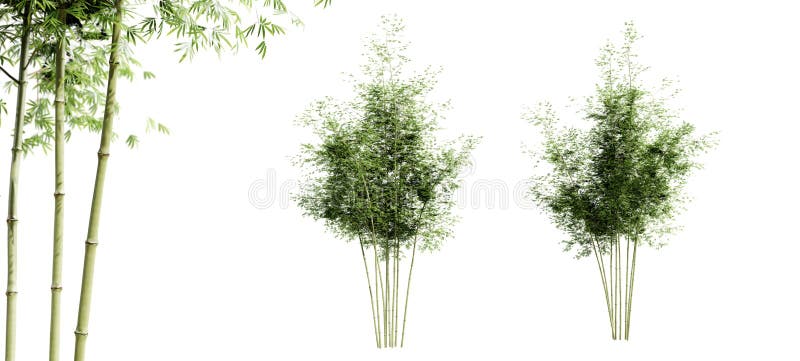Bamboo Trees Isolated on White Background and Selective Focus Close-up ...