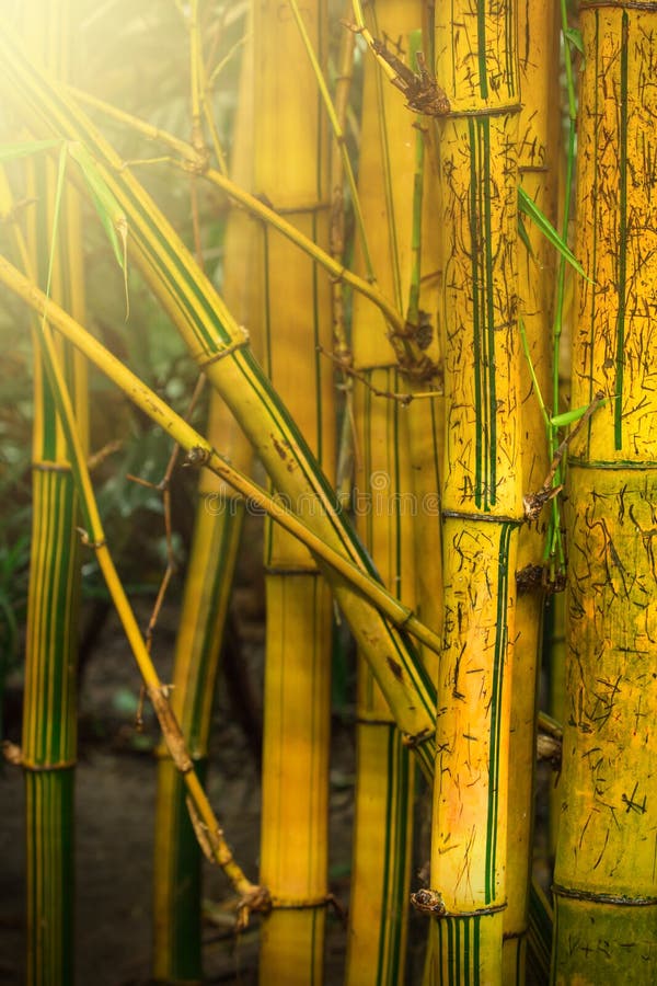 Bamboo jungle background stock photo. Image of growth - 17709088