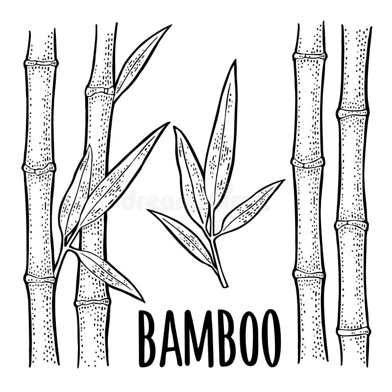 Bamboo Trees with Leaf White Silhouettes and Black Outline. Hand Drawn ...