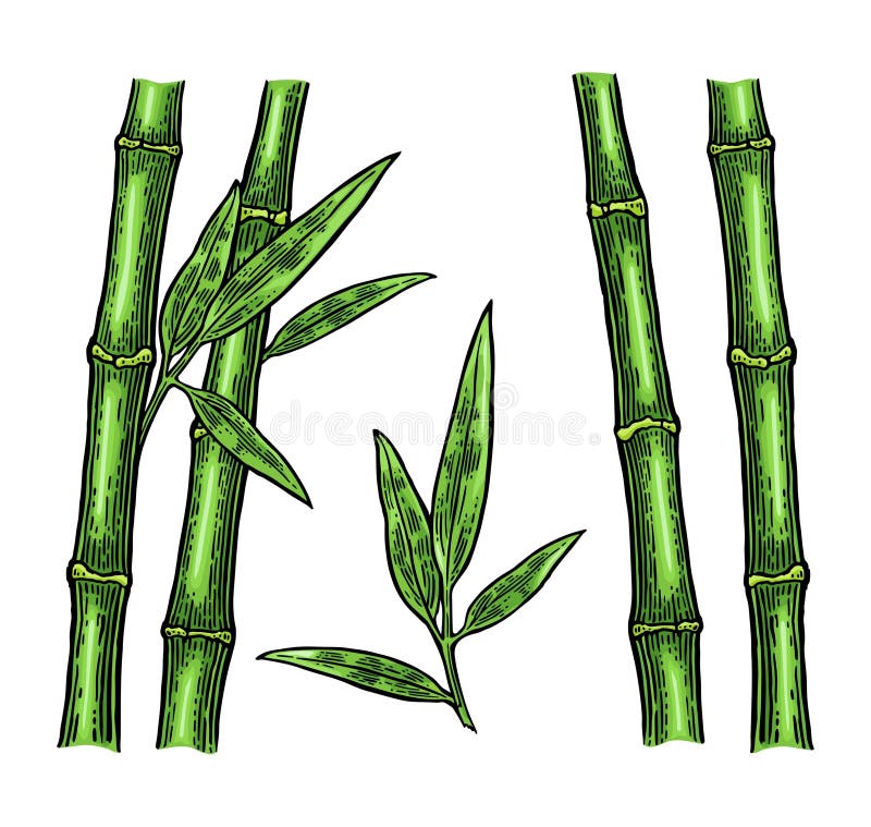 Draw Bamboo Vector Stock Photos - Free & Royalty-Free Stock Photos from ...