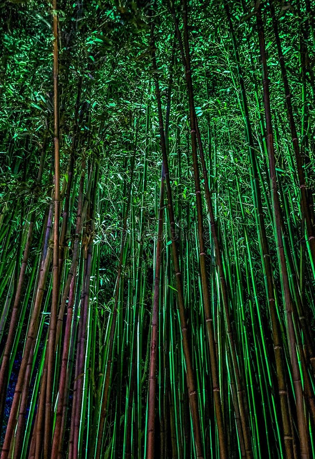 Bamboo trees lit in the stock image. Image of garden - 204662921