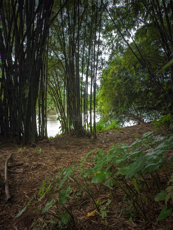 Bamboo Trees and Lumbu Trees Stock Image - Image of plants, lumbu ...