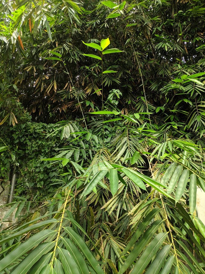 Mboo Stock Photos - Free & Royalty-Free Stock Photos from Dreamstime