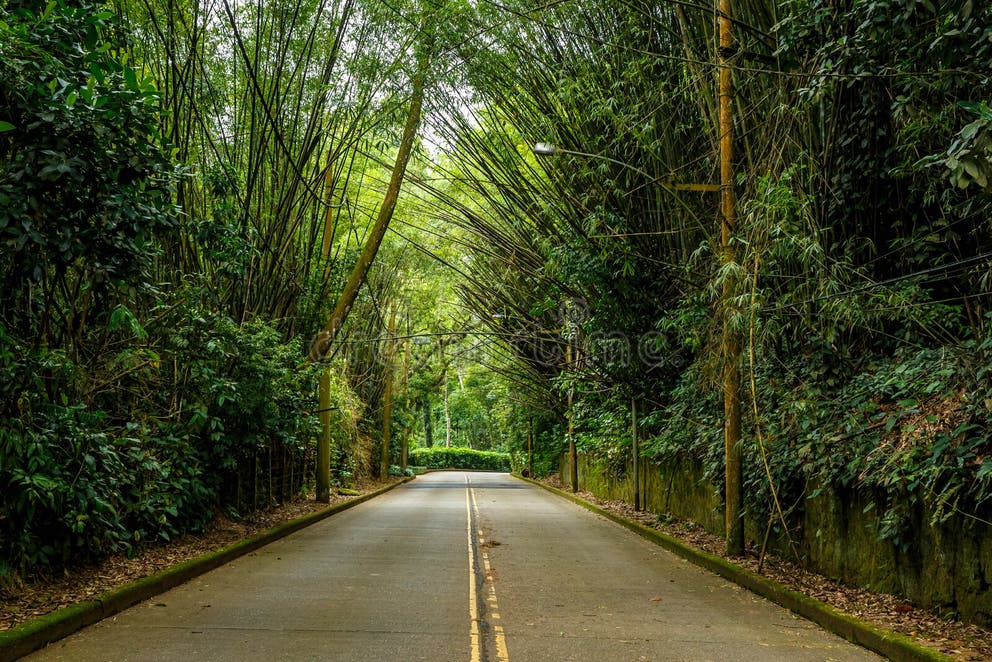 Bamboo Trees Overhang the Road Stock Photo - Image of blazil, pathway ...