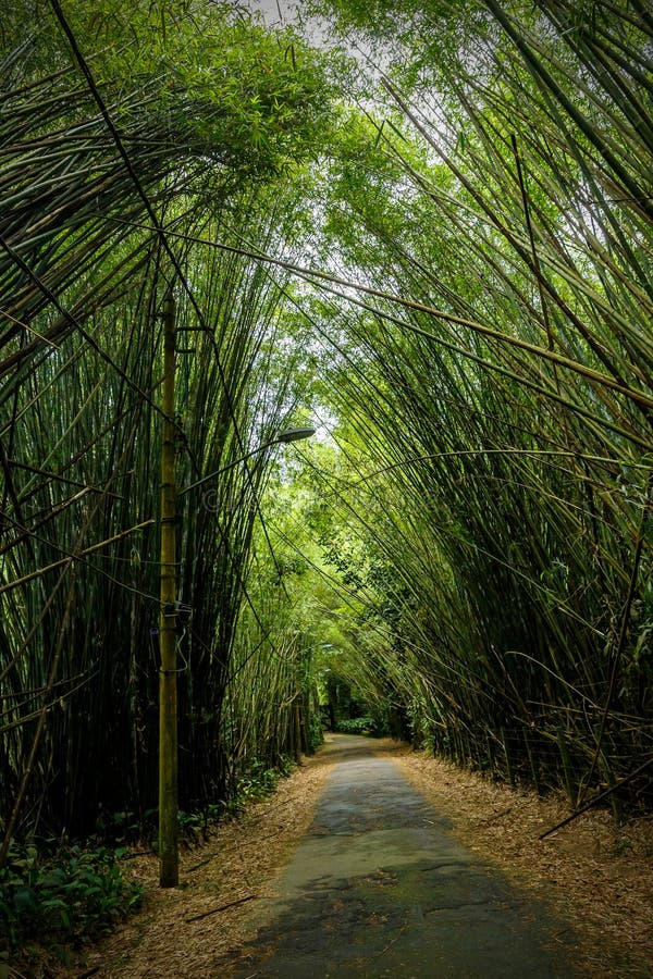Bamboo Trees Overhang the Road Stock Image - Image of jamaica, grove ...