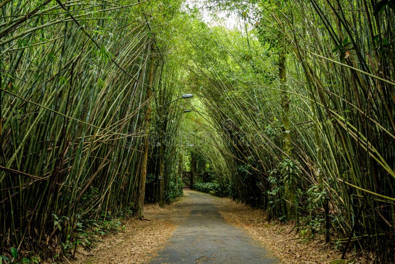 Bamboo Trees Overhang the Road Stock Image - Image of landmark, blazil ...