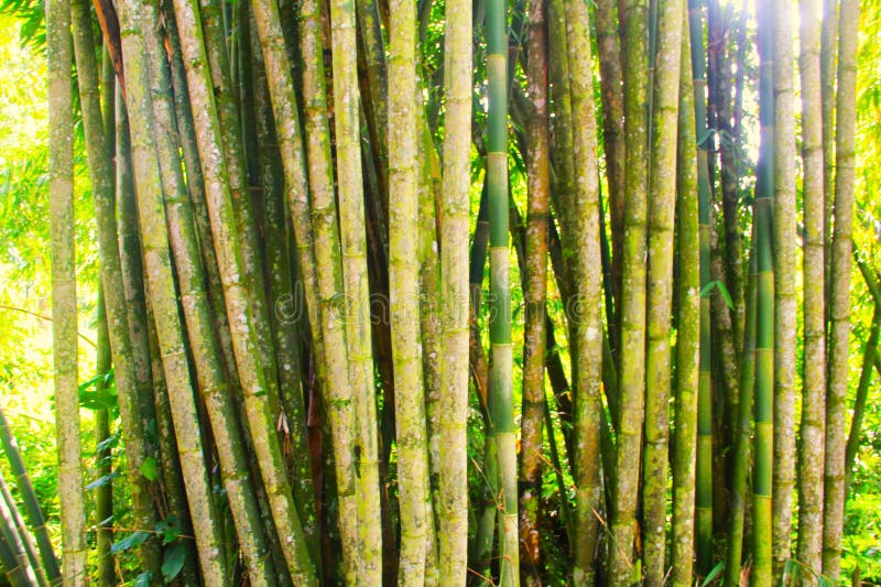 Bamboo Trees Ready To Be Cut Stock Photo - Image of home, forest: 306248014