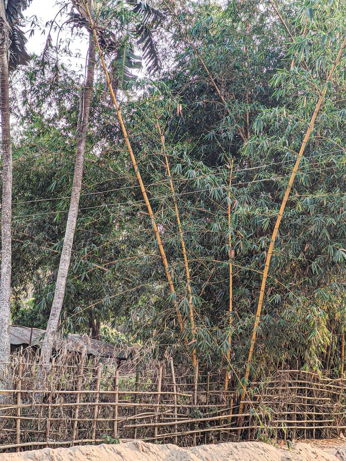 Bamboo Trees in the Rural Areas. Stock Photo - Image of flower, food ...