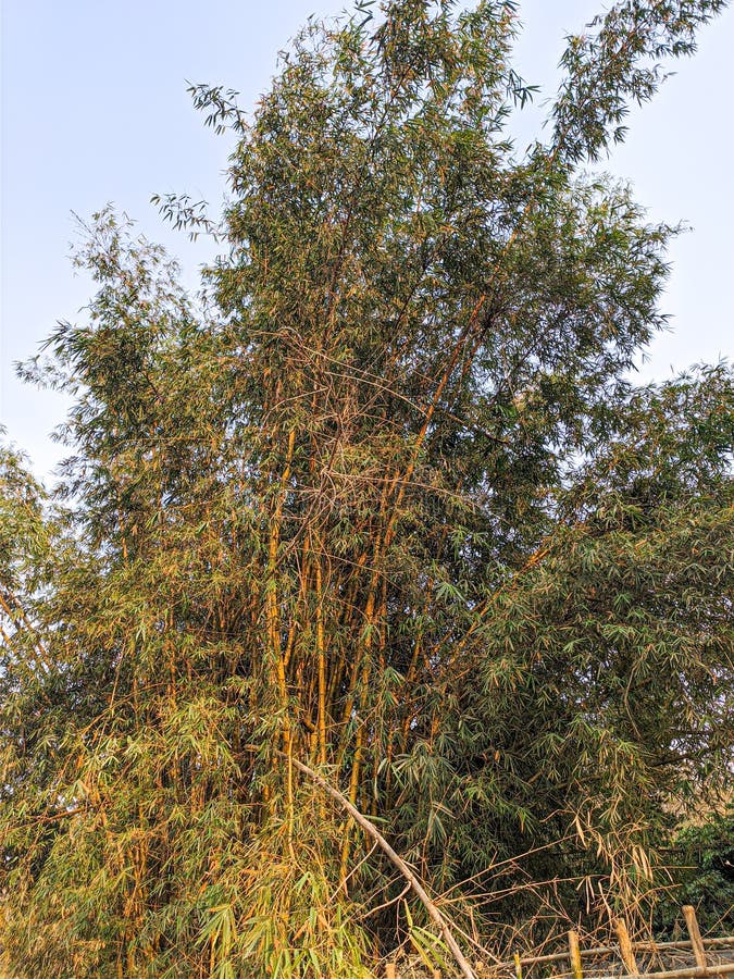 Bamboo Trees in the Rural Areas. Stock Image - Image of background ...