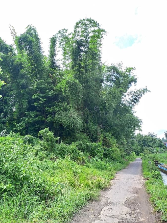 Bamboo trees stock photo. Image of decoration, botanical - 352062754