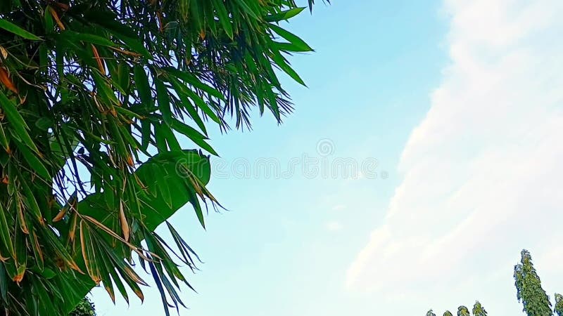 Bamboo Trees Swaying in the Wind Against a Clear Sky on the Riverbank ...