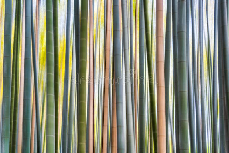Bamboo Trees Texture Background. Motion Blur Effect Applied Stock Photo ...