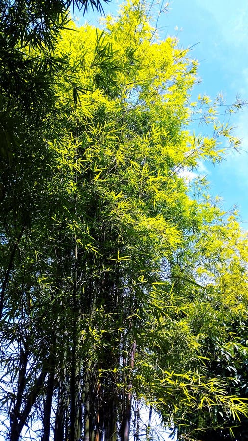 Bamboo Trees with Thick Leaves are Exposed To the Hot Sun Stock Image ...
