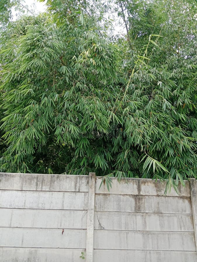 Bamboo Trees on Top of Concrete Fence Panels Stock Image - Image of ...