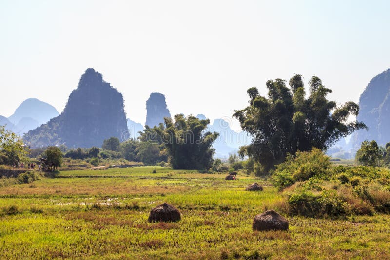 Bamboo Trees in a Valley with Limestone Rocks Stock Photo - Image of ...