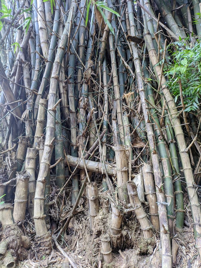 Bamboo Trees are Very Beautiful and Have a Very Fragrant Aroma in the ...