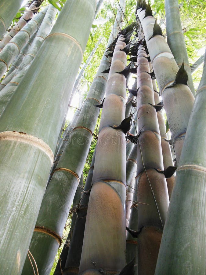 Bamboo Trees stock photo. Image of trees, view, bamboo - 121497908