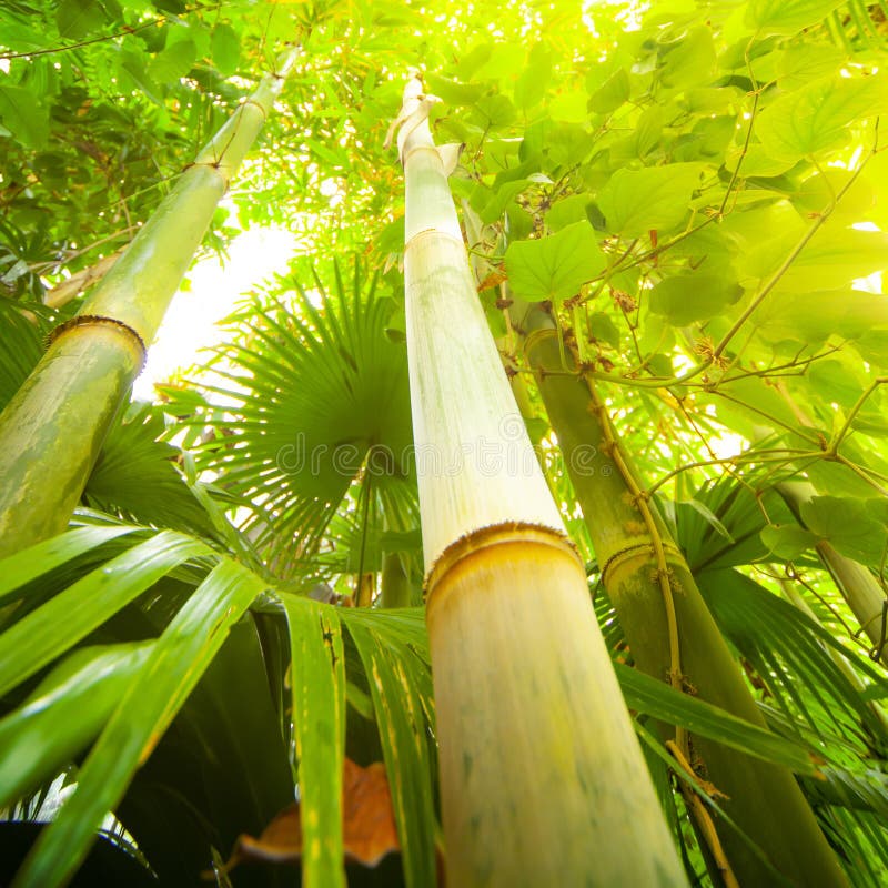 Bamboo tropical rainforest stock image. Image of crown - 190484715