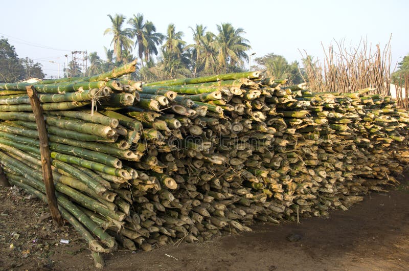 Bamboo Trunk Material Stack for Building in Asia, India Stock Photo ...
