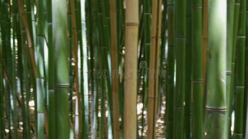 The Bamboo Trunks Create the Green Texture of the Bamboo Forest. Stock ...
