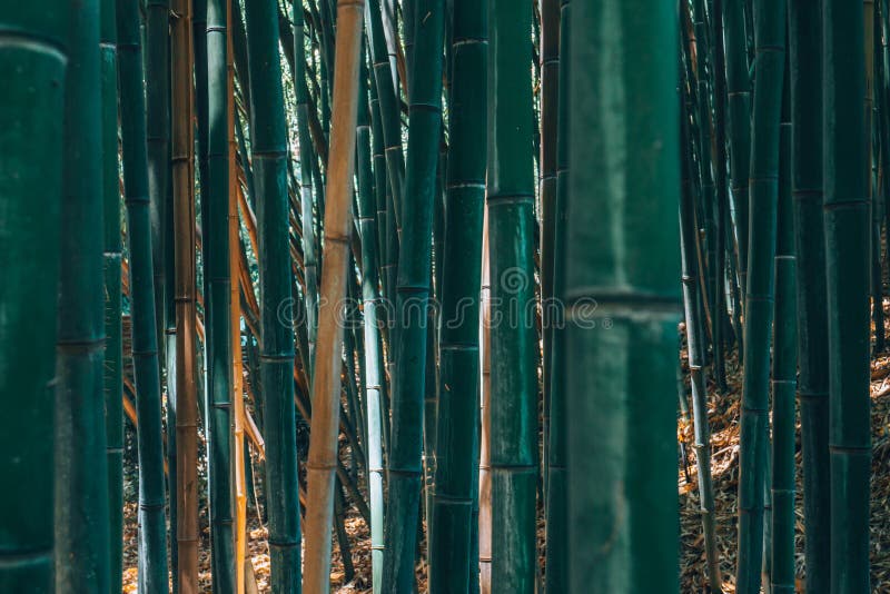 The Bamboo Trunks Create the Green Texture of the Bamboo Forest. Stock ...
