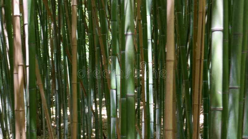 The Bamboo Trunks Create the Green Texture of the Bamboo Forest. Stock ...