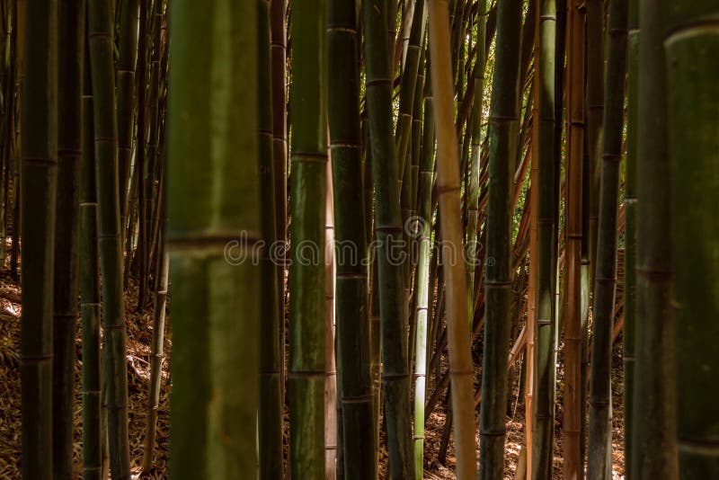 The Bamboo Trunks Create the Green Texture of the Bamboo Forest. Stock ...